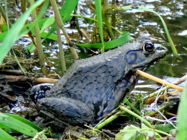 River Frog | Project Noah