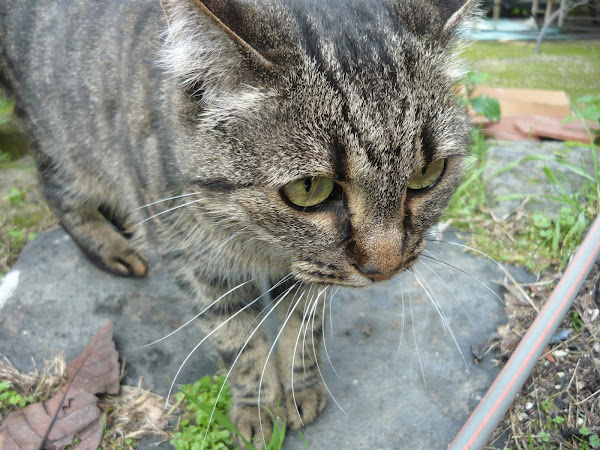 Felis silvestris catus | Project Noah