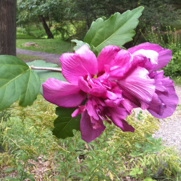 Althea/Rose of Sharon, Tree Form | Project Noah