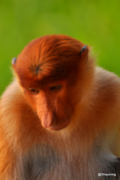 Proboscis Monkey | Project Noah