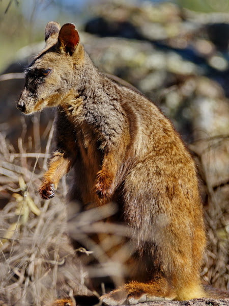 Rock Wallaby | Project Noah