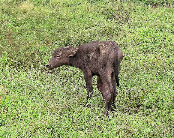 Carabao ( Juvenile ) | Project Noah