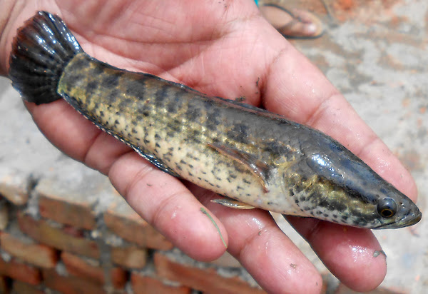 Spotted Snakehead | Project Noah