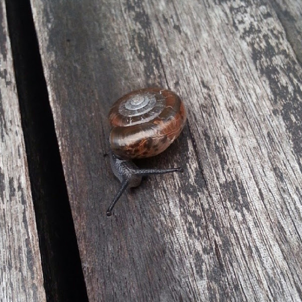 Snail | Project Noah