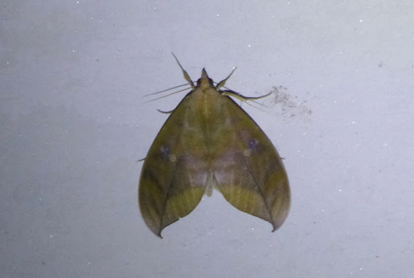 Fruit Piercing Moth | Project Noah