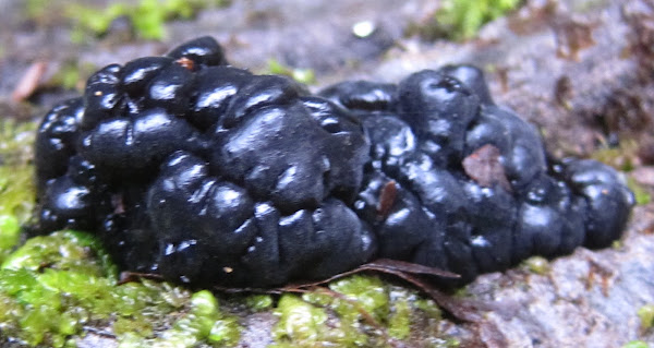 Black Fungus on Dead Oak Branch | Project Noah