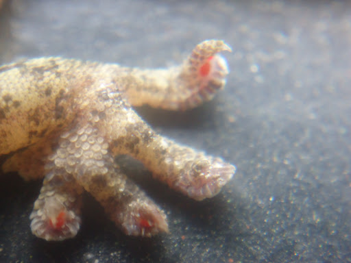 Red Gecko Mites | Project Noah