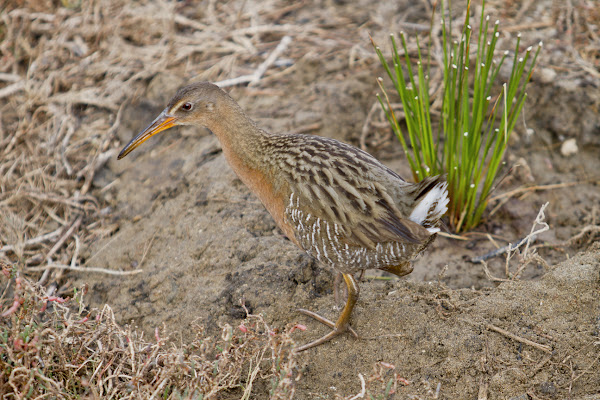 Light-footed clapper rail | Project Noah