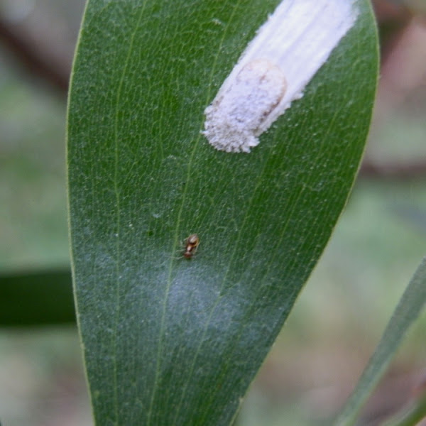 Cotton Scale | Project Noah