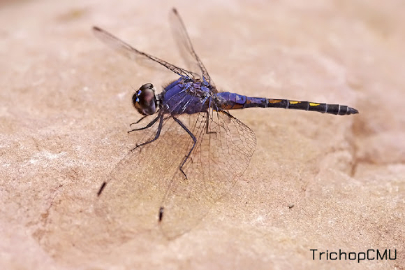 Indigo Dropwing | Project Noah