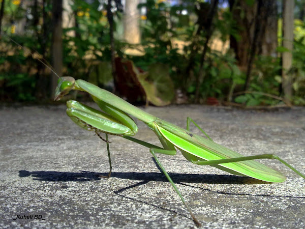 Green Praying Mantis | Project Noah