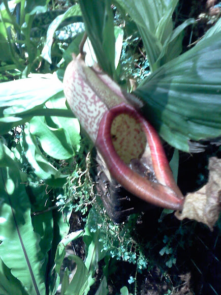 Pitcher Plant | Project Noah