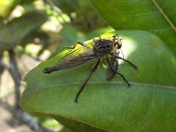 Large Brown Robber Fly - with prey | Project Noah