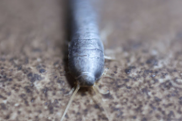 Silverfish | Project Noah