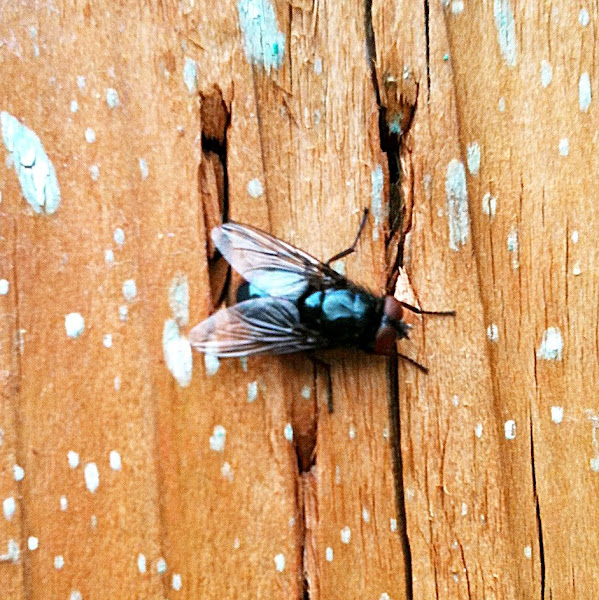 Black fly | Project Noah