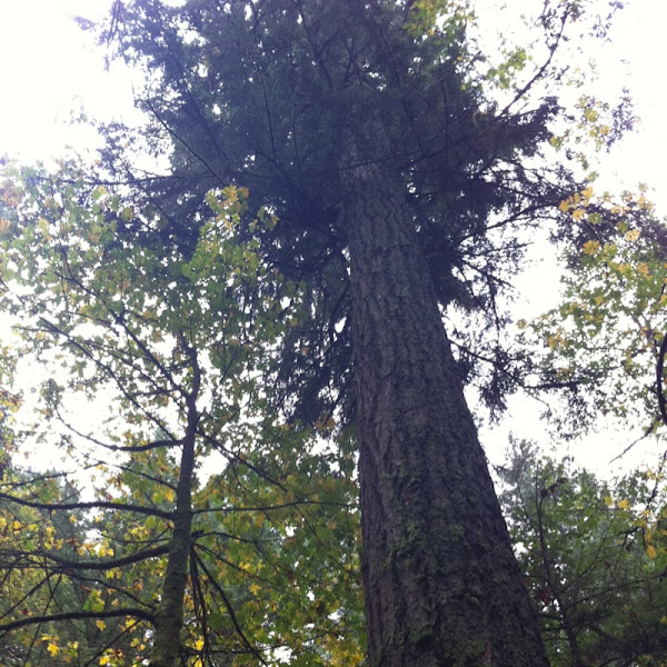 A really big tree | Project Noah