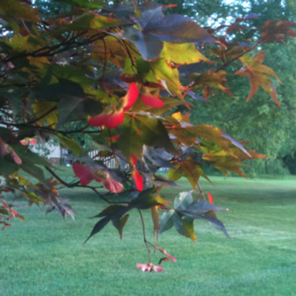 Spotting | Project Noah