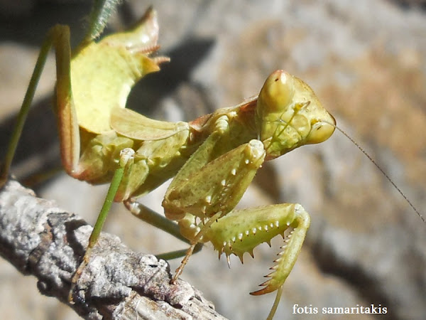 European dwarf mantis | Project Noah