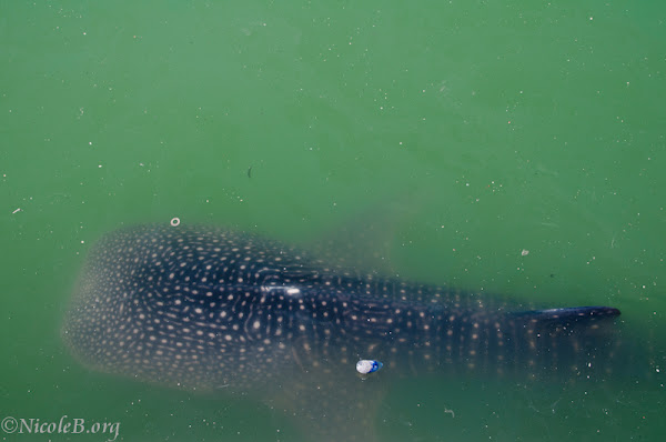 Whale shark | Project Noah