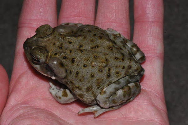 Sonoran Desert toad | Project Noah