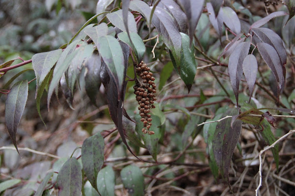 Highland Doghobble | Project Noah