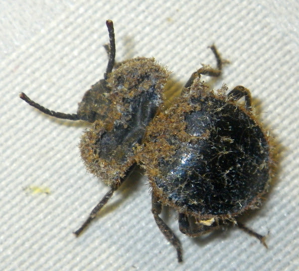 Mouldy Beetle | Project Noah