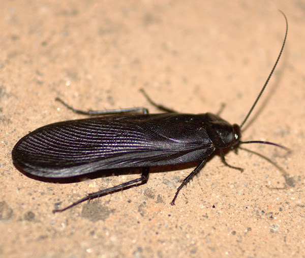 Cockroach | Project Noah