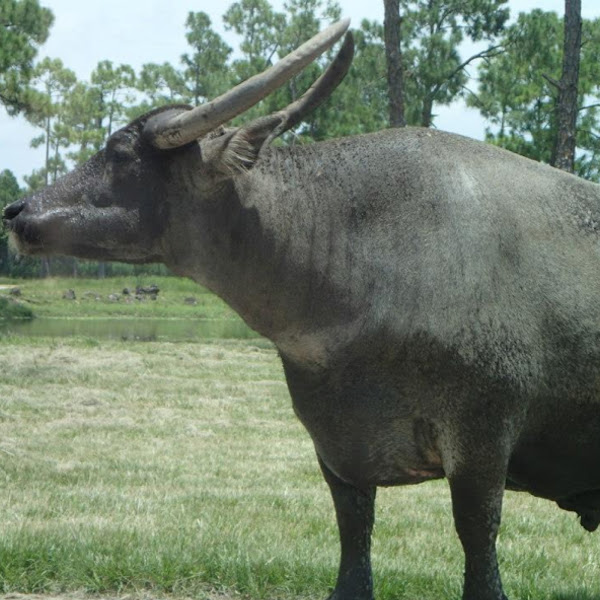 Water buffalo | Project Noah