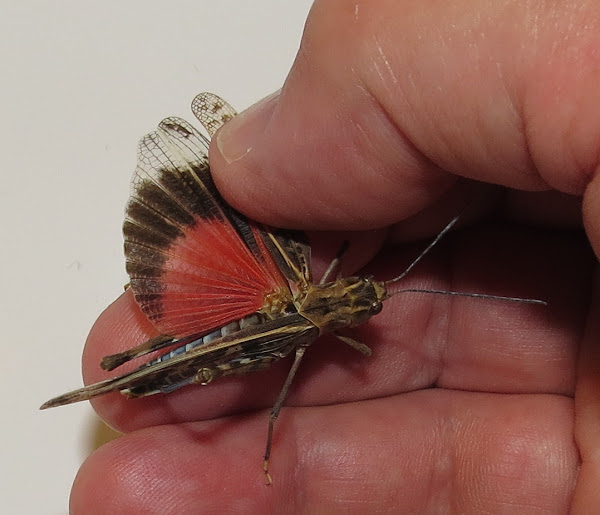 Blue-legged Grasshopper | Project Noah