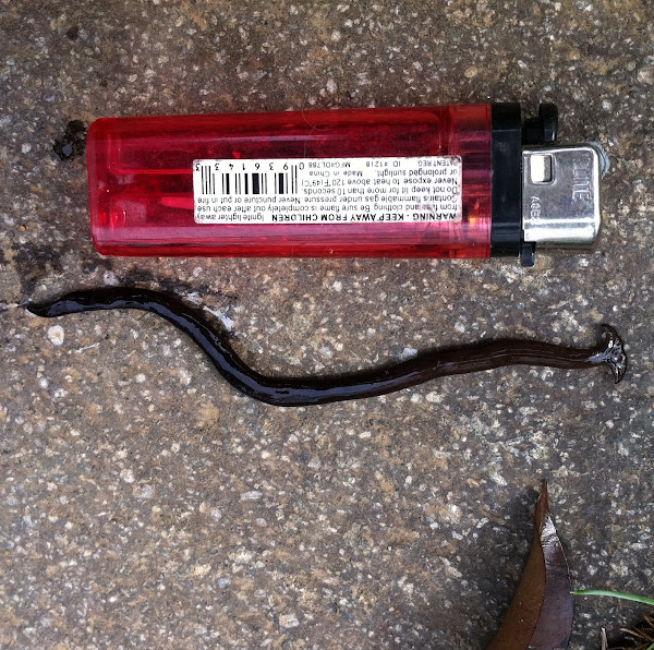 Arrowhead flatworm | Project Noah