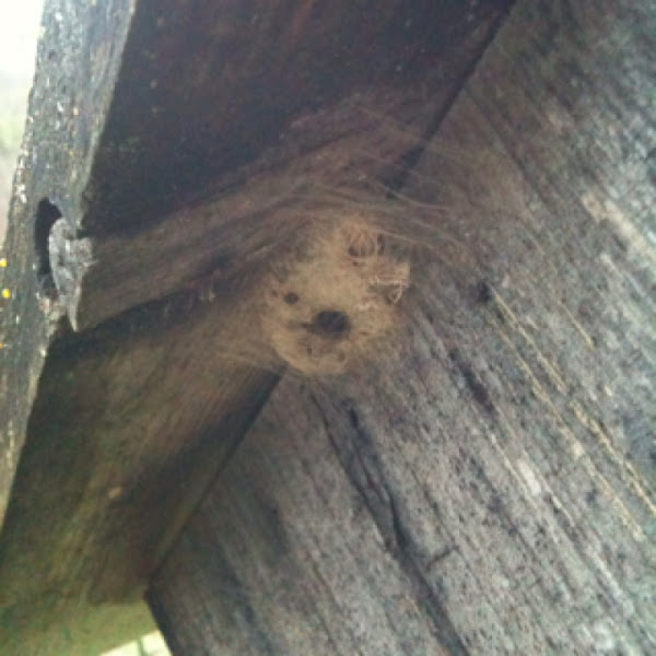 Spider nest | Project Noah