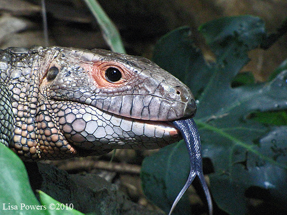 Caiman Lizard | Project Noah
