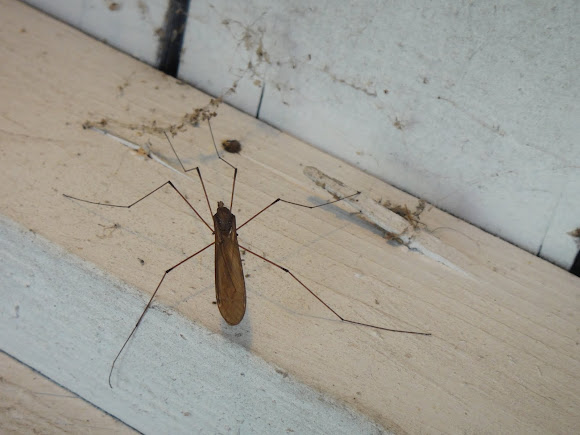 Giant Western Crane Fly | Project Noah