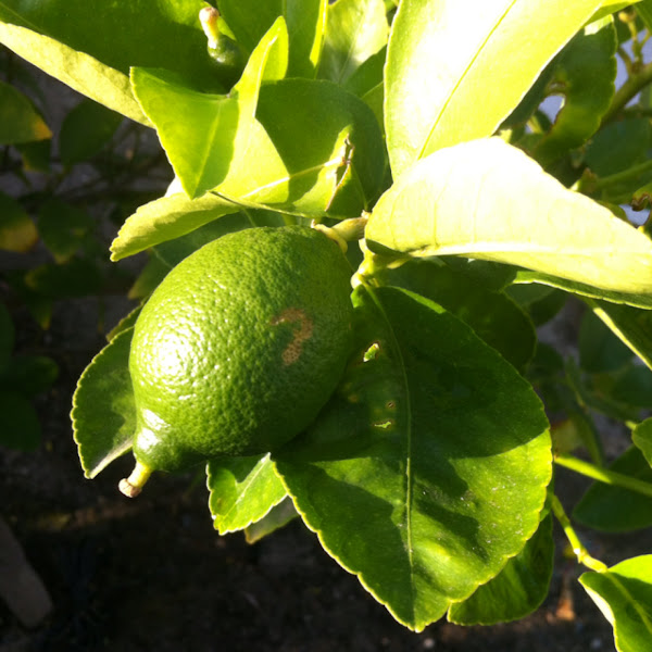 Bears Lime | Project Noah