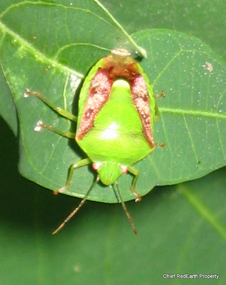 Brown-winged Stink Bug | Project Noah