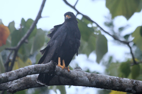 Common Black Hawk | Project Noah
