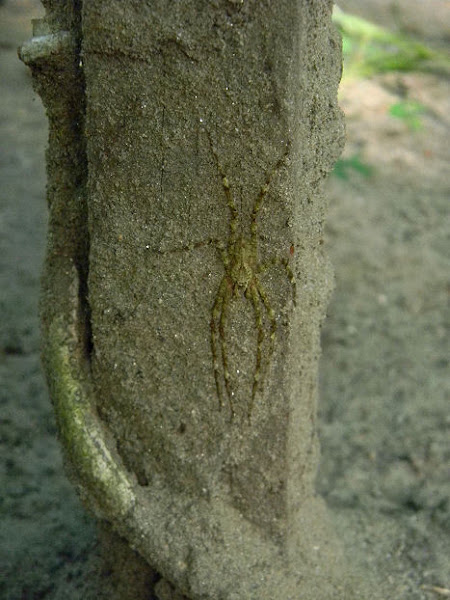 lichen (huntsman) spider | Project Noah