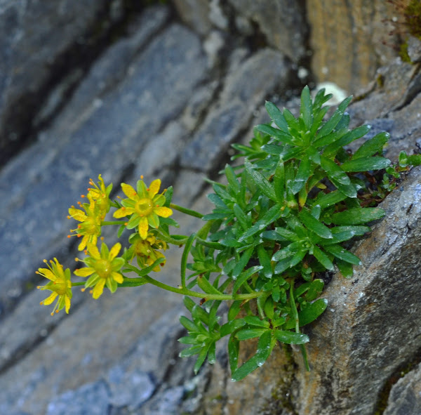 Yellow Mountain Saxifrage | Project Noah