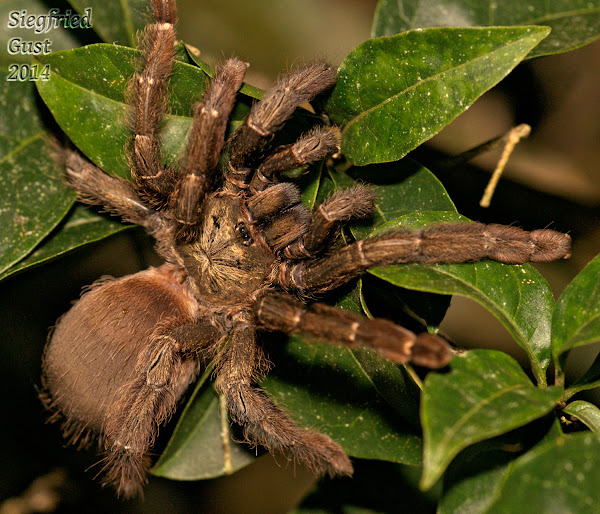 Costa Rican Orange Mouth Tarantula | Project Noah