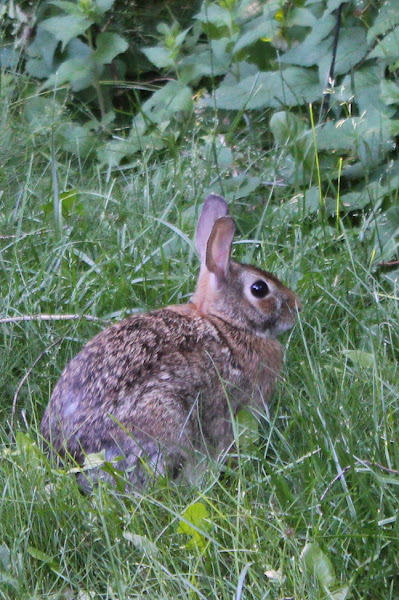 Rabbit | Project Noah