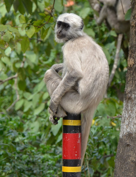 Gray langur or Hanuman langur | Project Noah