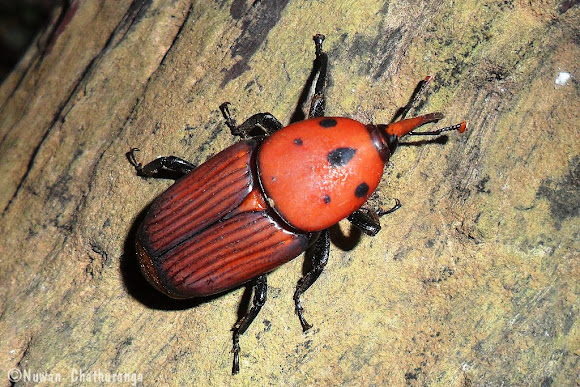Red palm weevil | Project Noah