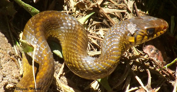 Common rat snake | Project Noah