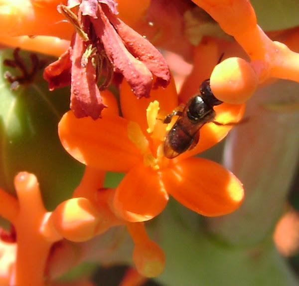 Mosquito bee | Project Noah