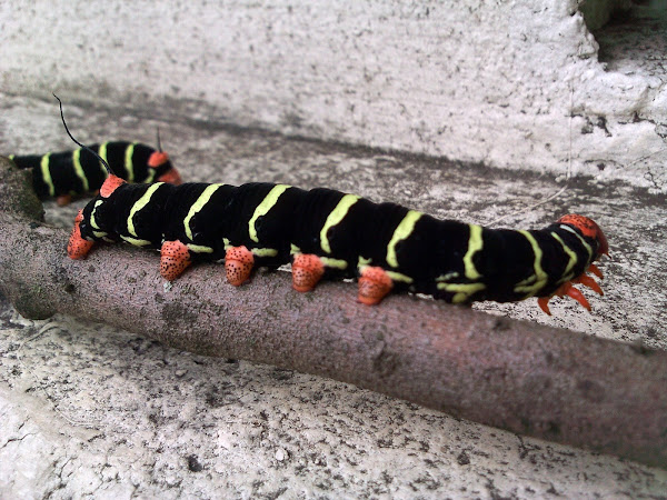 Frangipani Caterpillar - Gusano Calacuche o Caracucha | Project Noah