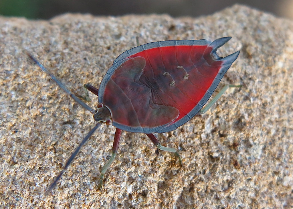 Litchi/Lychee Stink Bug (nymph) | Project Noah