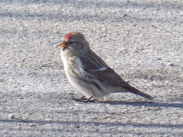Common Redpoll (female) | Project Noah