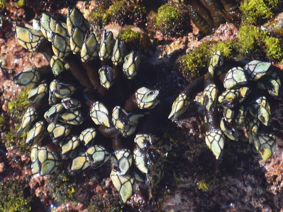 Goose barnacles | Project Noah