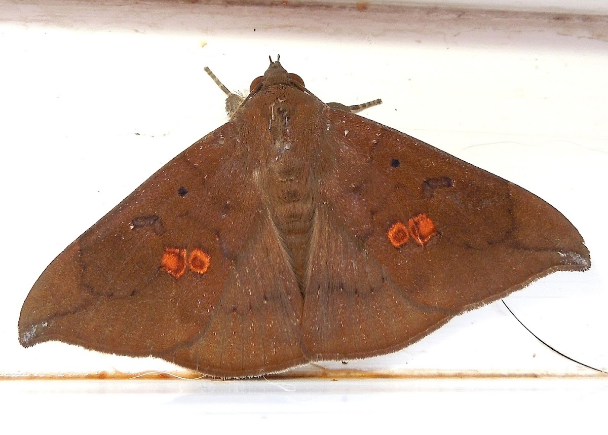 Noctuid moth | Project Noah
