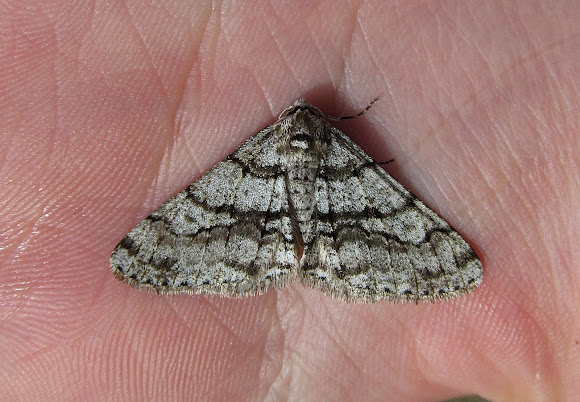 Half-wing Moth | Project Noah